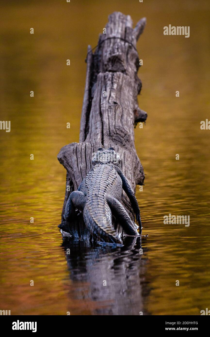 American Alligator, Alligator mississippiensis Stock Photo - Alamy