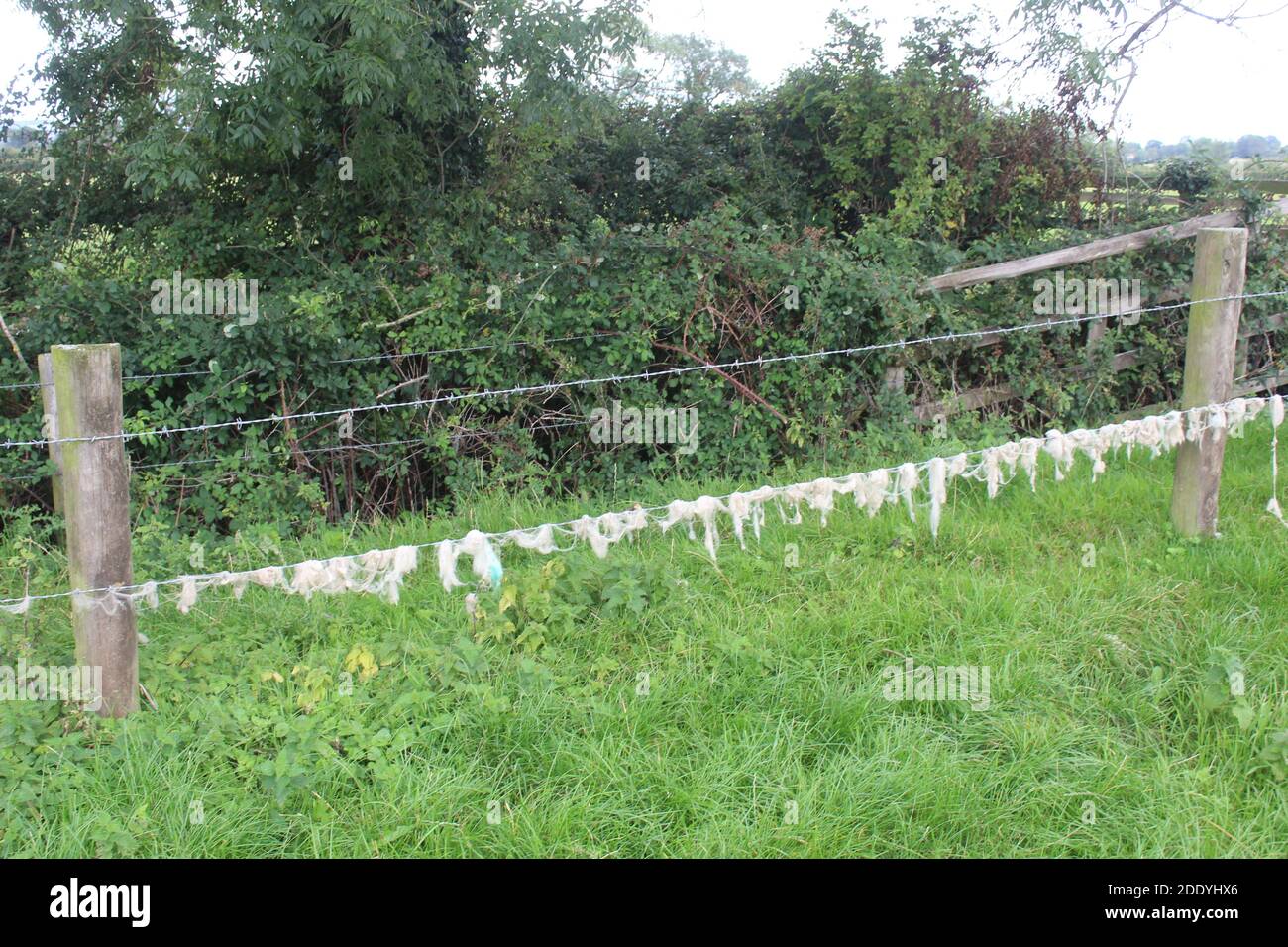 barbed wire fence caught with sheep wool Stock Photo - Alamy