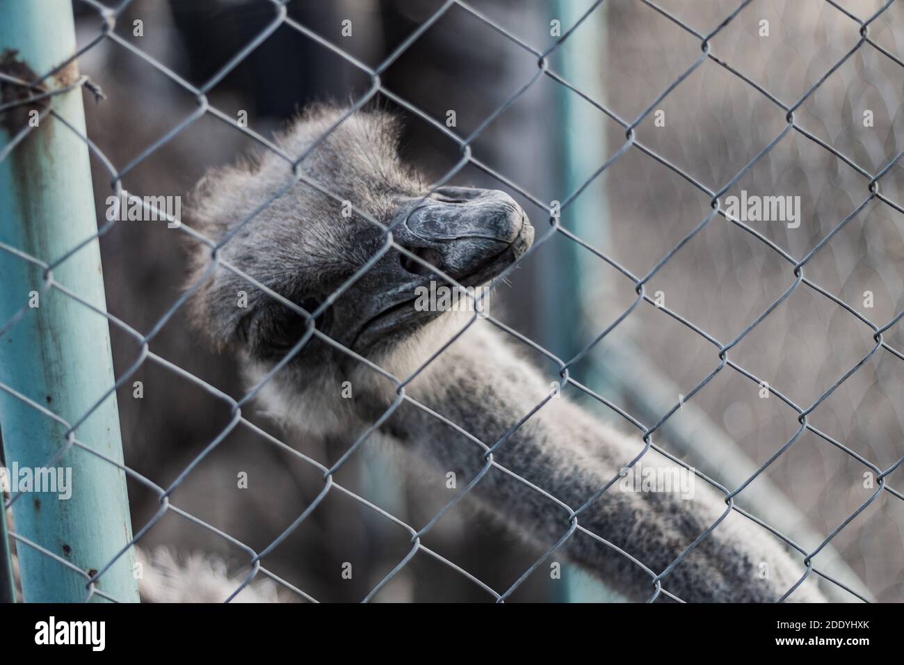 Ostrich at the zoo Stock Photo - Alamy