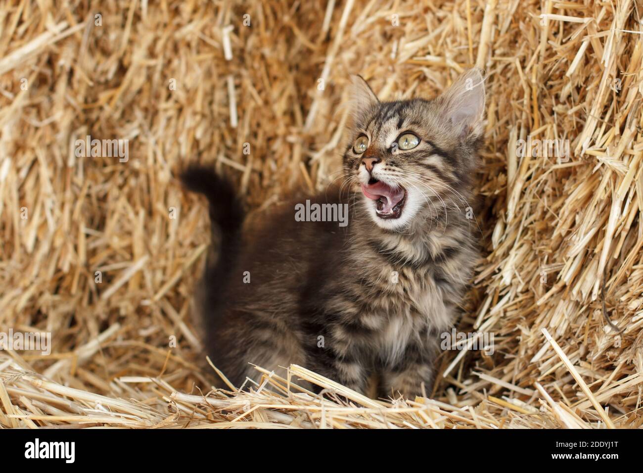 Gray tabby kitten is sitting on a straw stack and yawning. Shallow ...