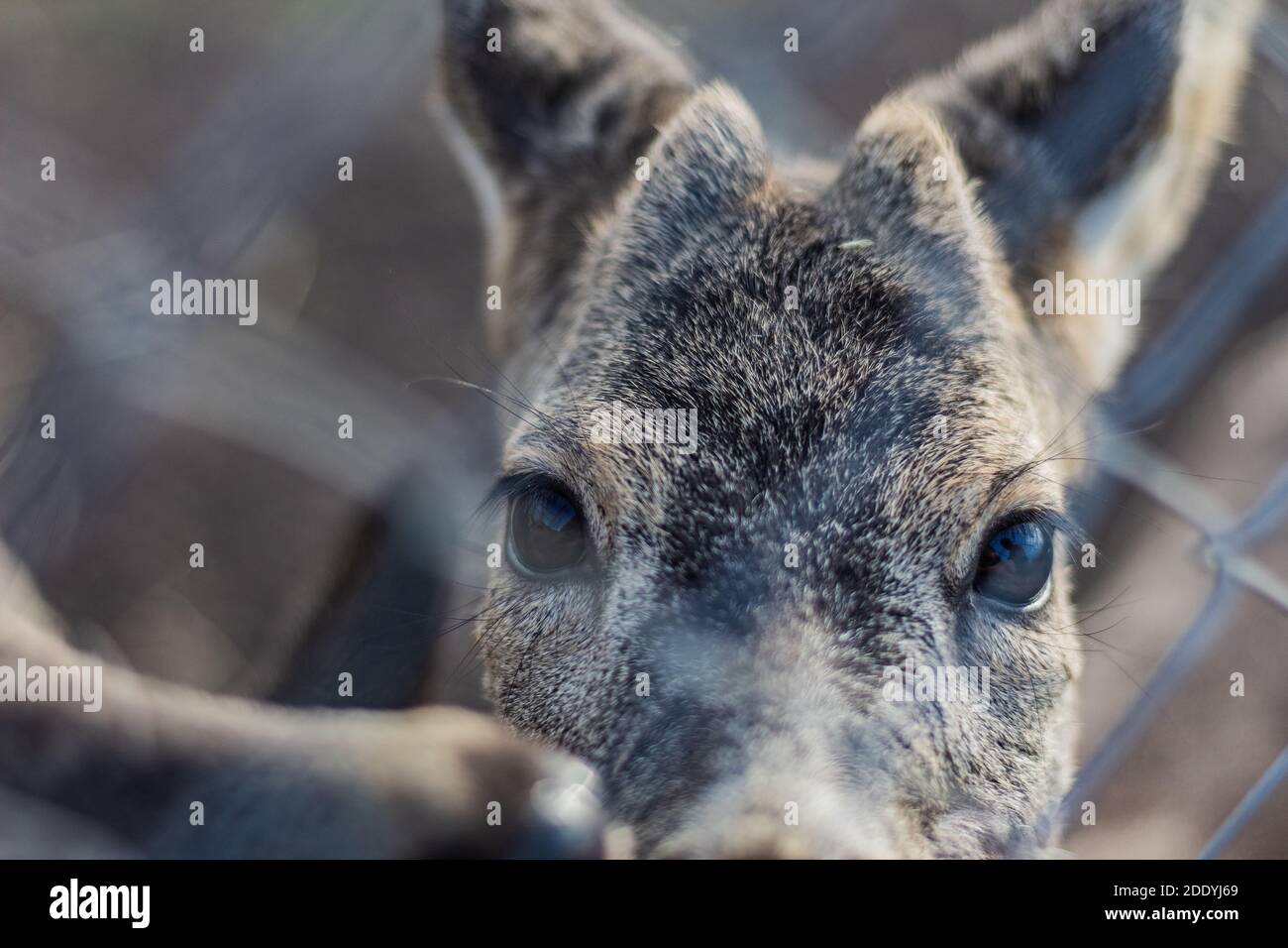 Young deer looking at camera Stock Photo - Alamy