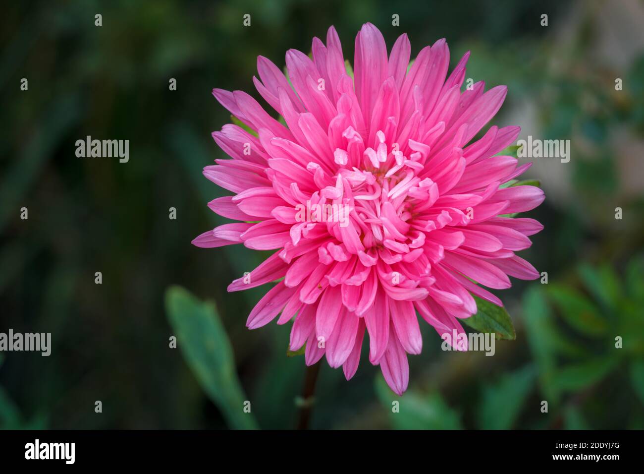 Close-up view of the head of a red aster in the blurred natural ...