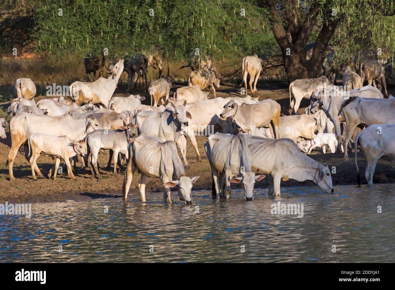 Cattle drinking river hi-res stock photography and images - Alamy