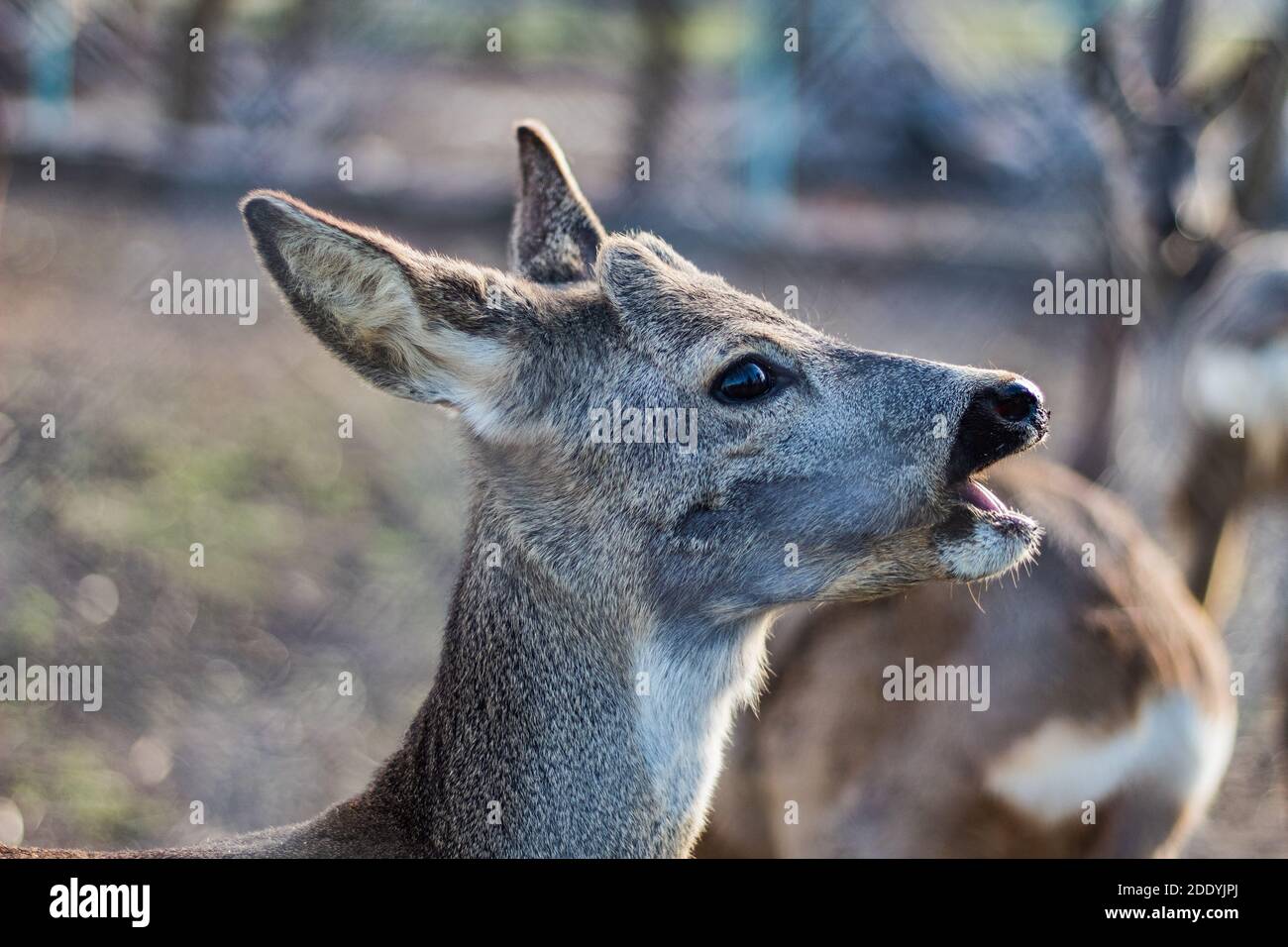 Young deer with an open mouth Stock Photo - Alamy