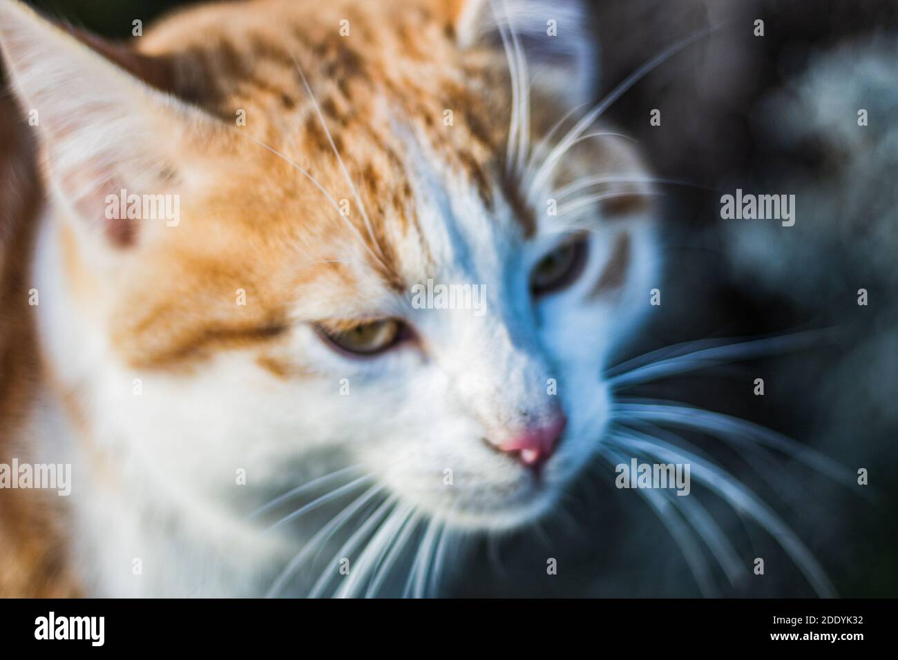 A friendly cat guarding the zoo Stock Photo - Alamy