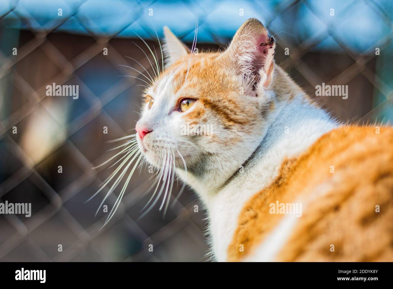 Misho hi-res stock photography and images - Alamy