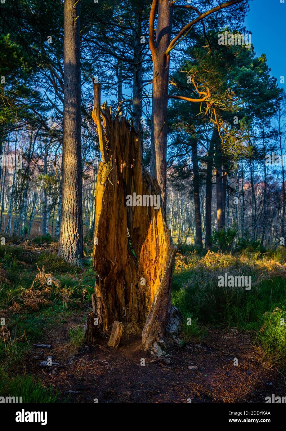 Dead tree scotland hi-res stock photography and images - Alamy
