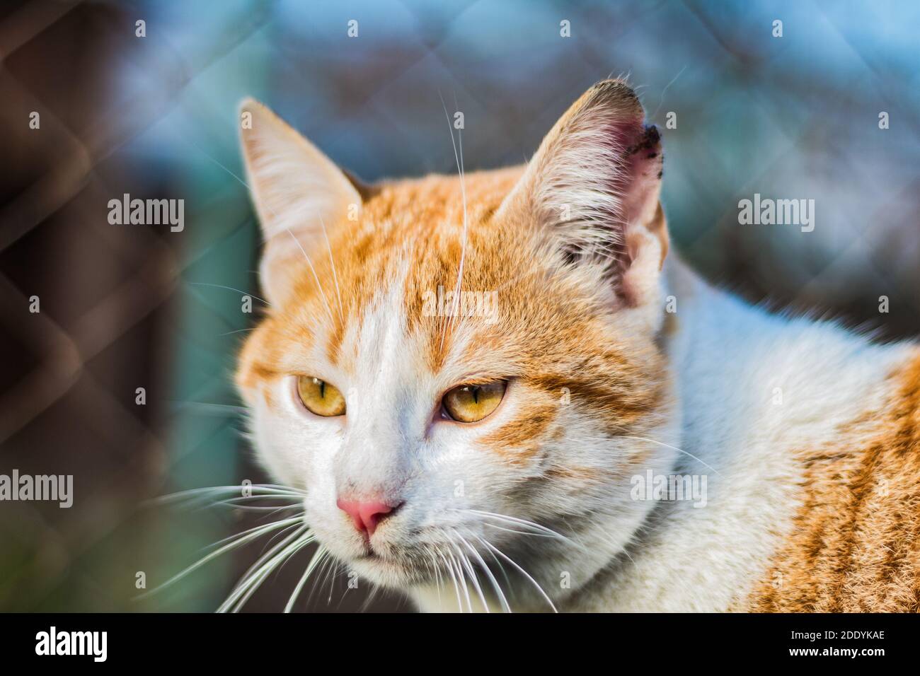 Dameged ear hi-res stock photography and images - Alamy