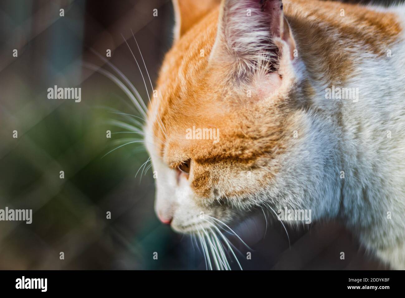 Misho the majestic cat Stock Photo - Alamy