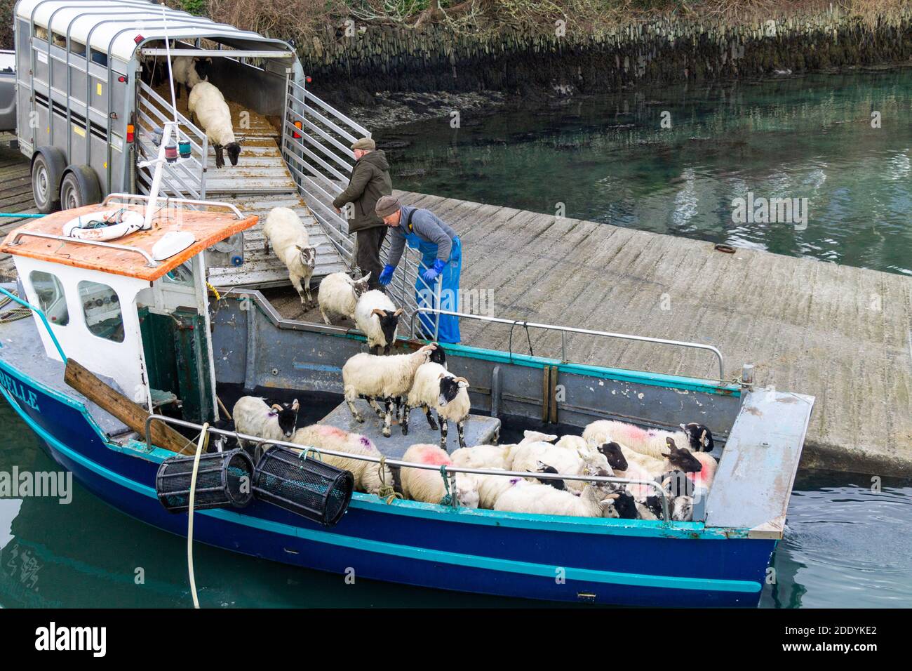 Sheep being loaded onto small fishing boat rural Ireland Stock Photo ...