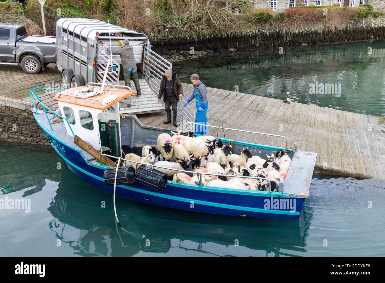 Sheep being loaded onto small fishing boat rural Ireland Stock Photo ...