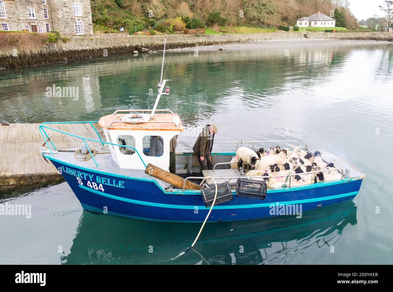 Herding sheep onto boat hi-res stock photography and images - Alamy