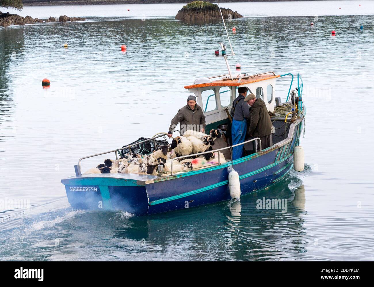 Herding sheep onto boat hi-res stock photography and images - Alamy