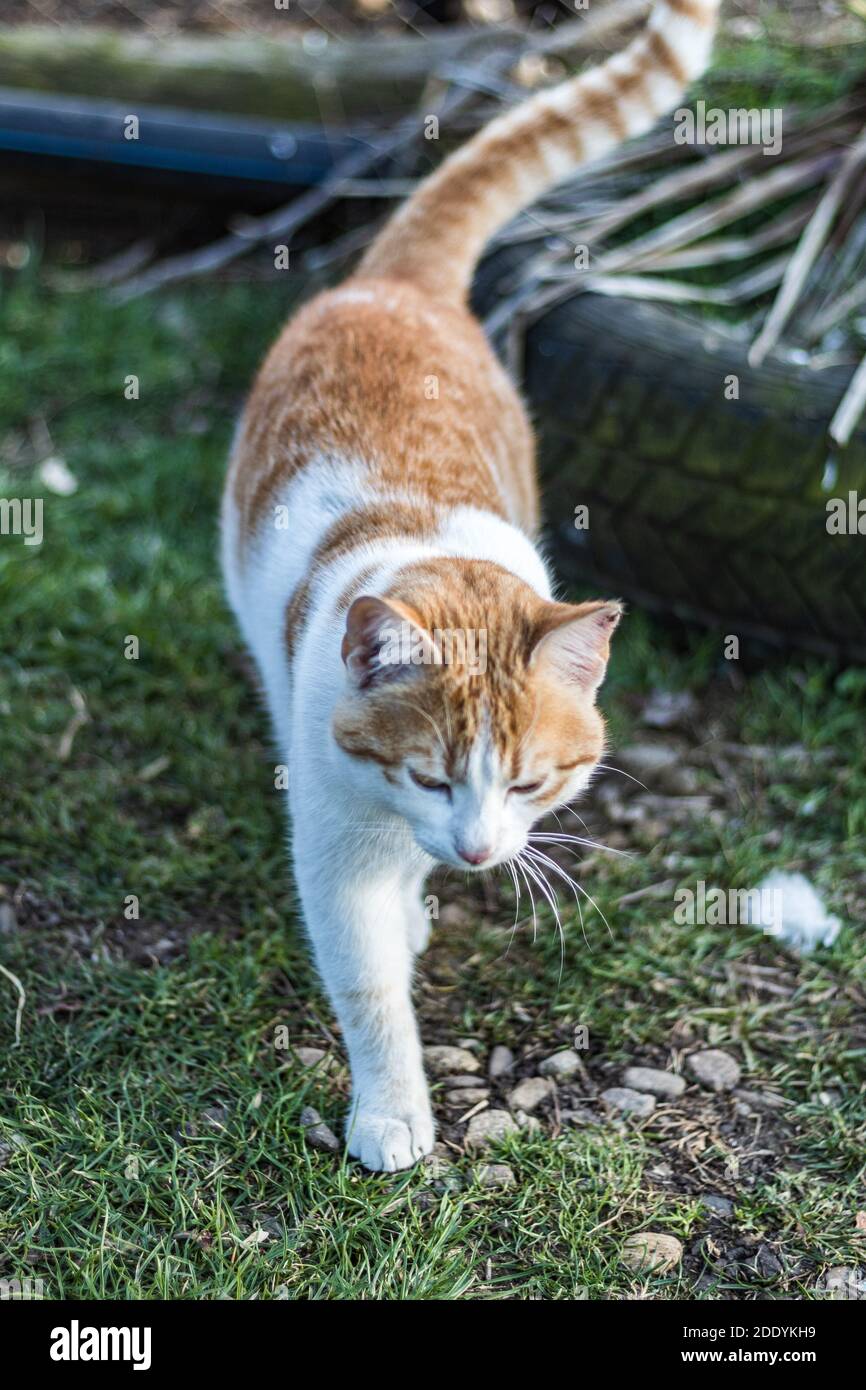 Ginger cat walking hi-res stock photography and images - Alamy