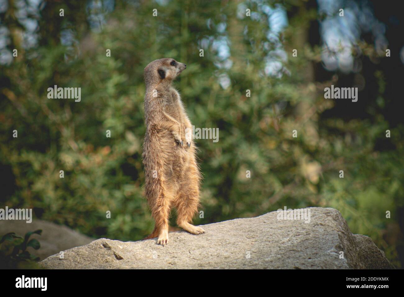 Portrait of Meerkat Suricata suricatta, African native animal, small ...