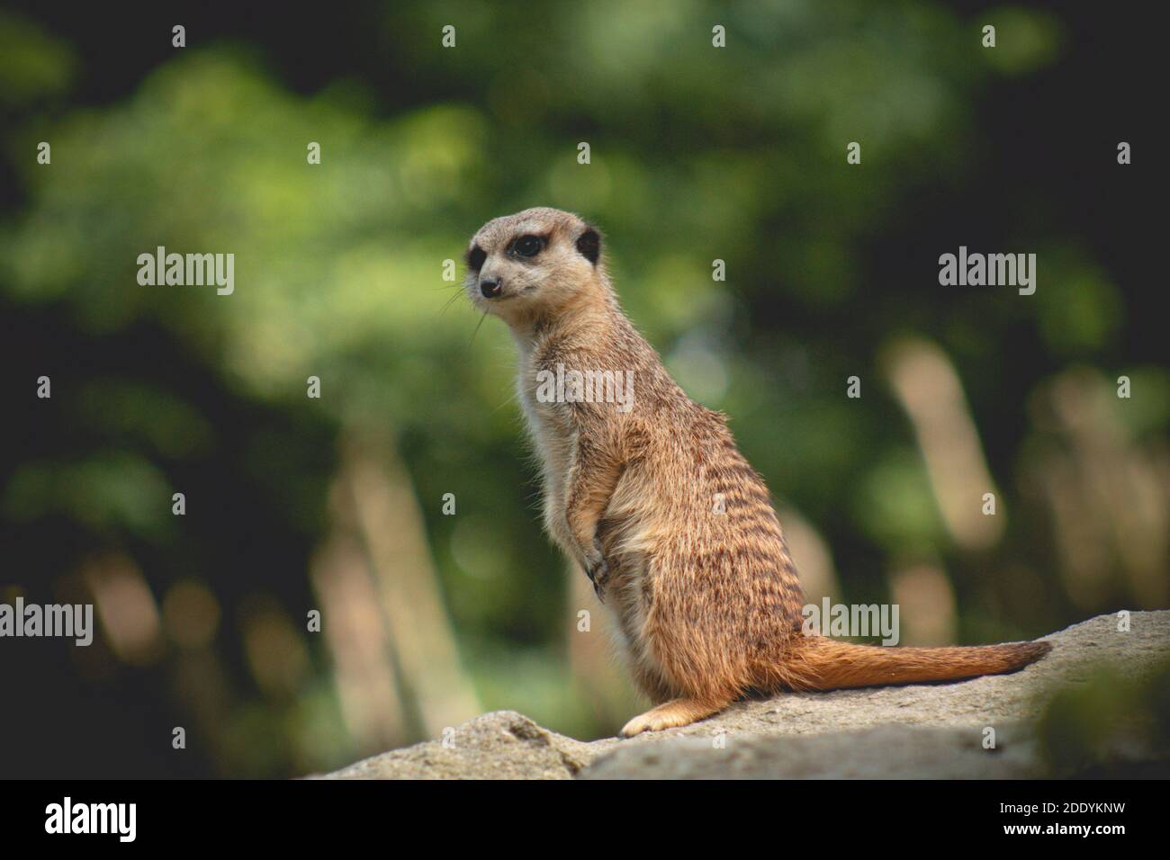 Portrait of Meerkat Suricata suricatta, African native animal, small ...