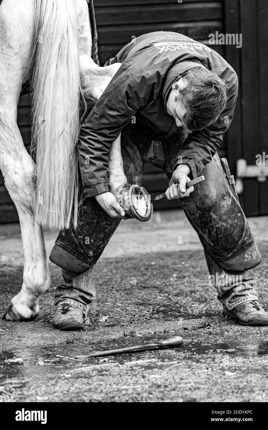 Working hunter pony hi-res stock photography and images - Alamy