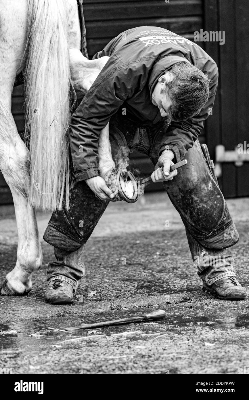 Farrier working hoof donkey hi-res stock photography and images - Alamy