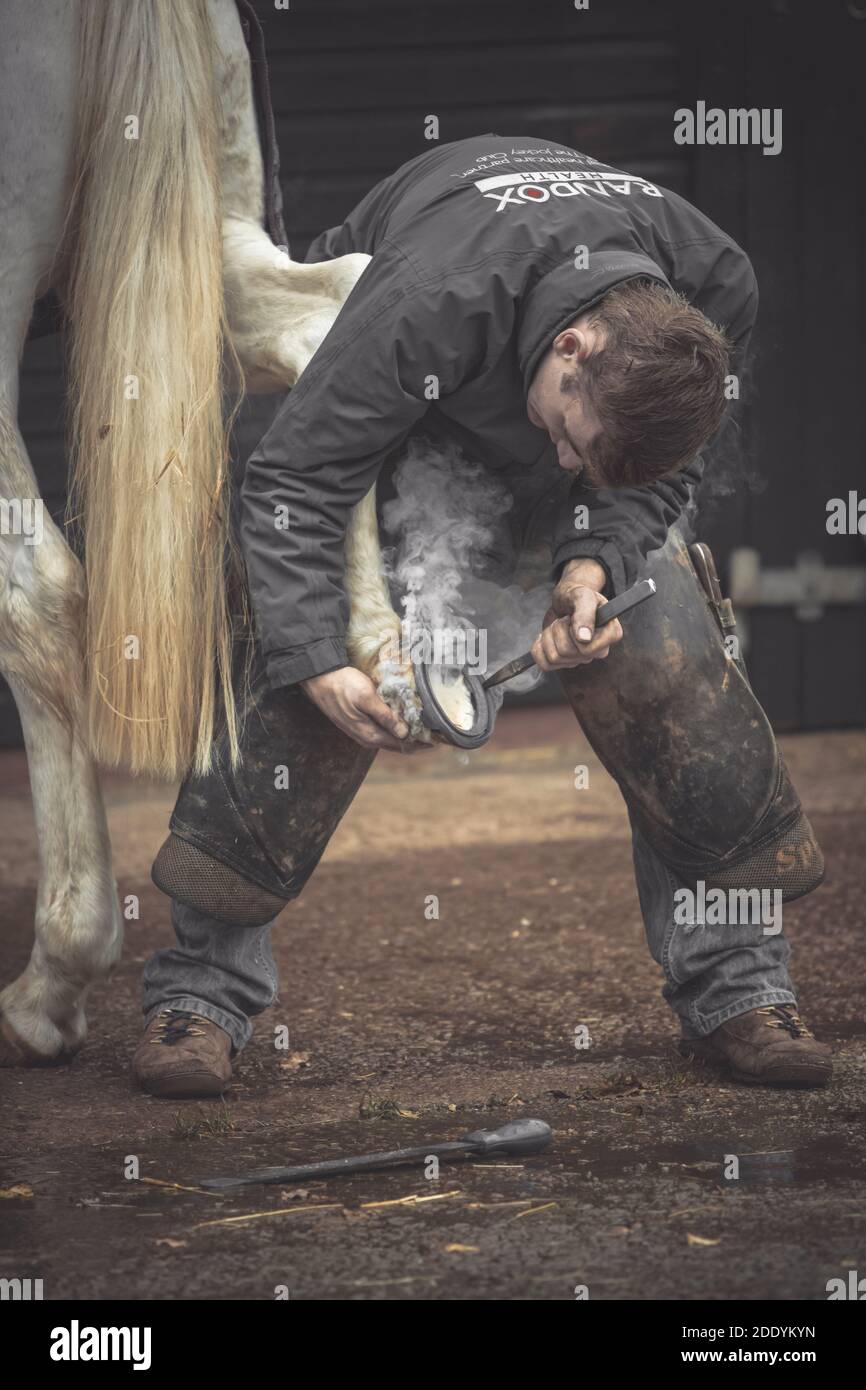 Farrier at work Stock Photo - Alamy