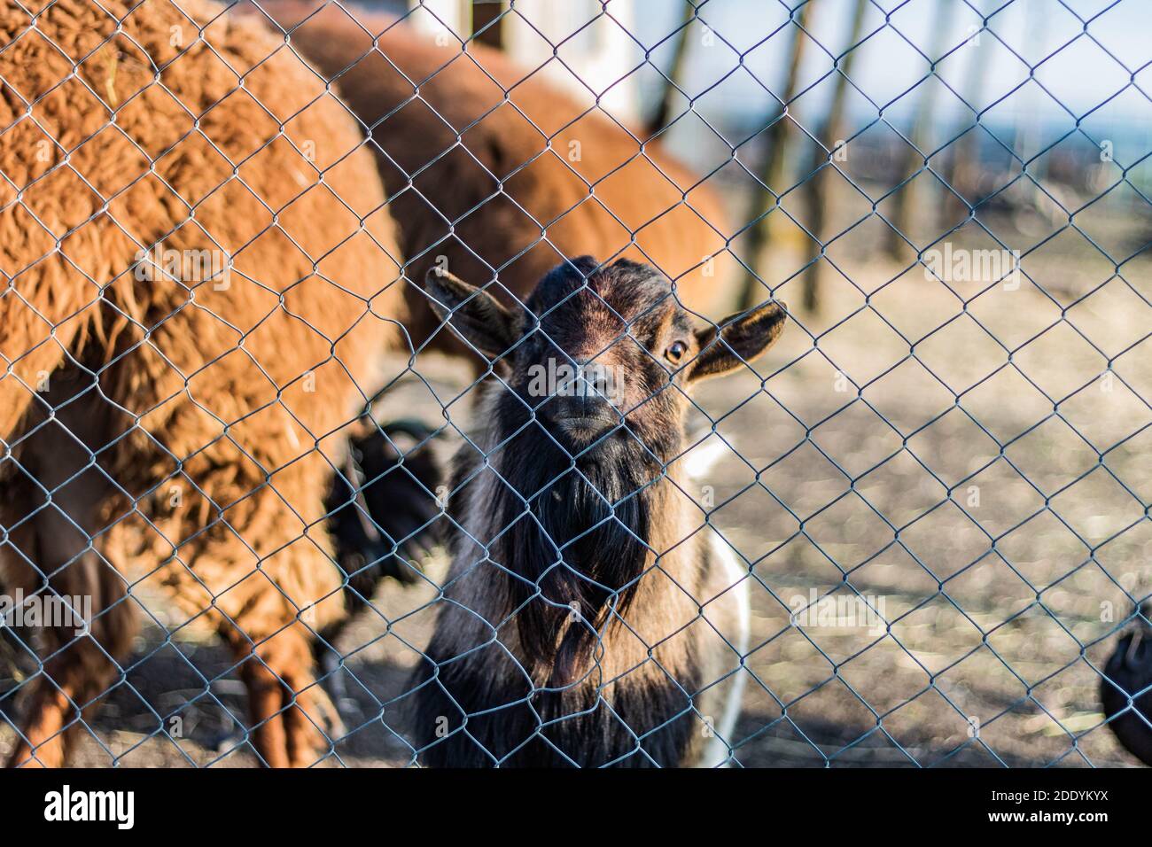 Goat behind bars hi-res stock photography and images - Alamy