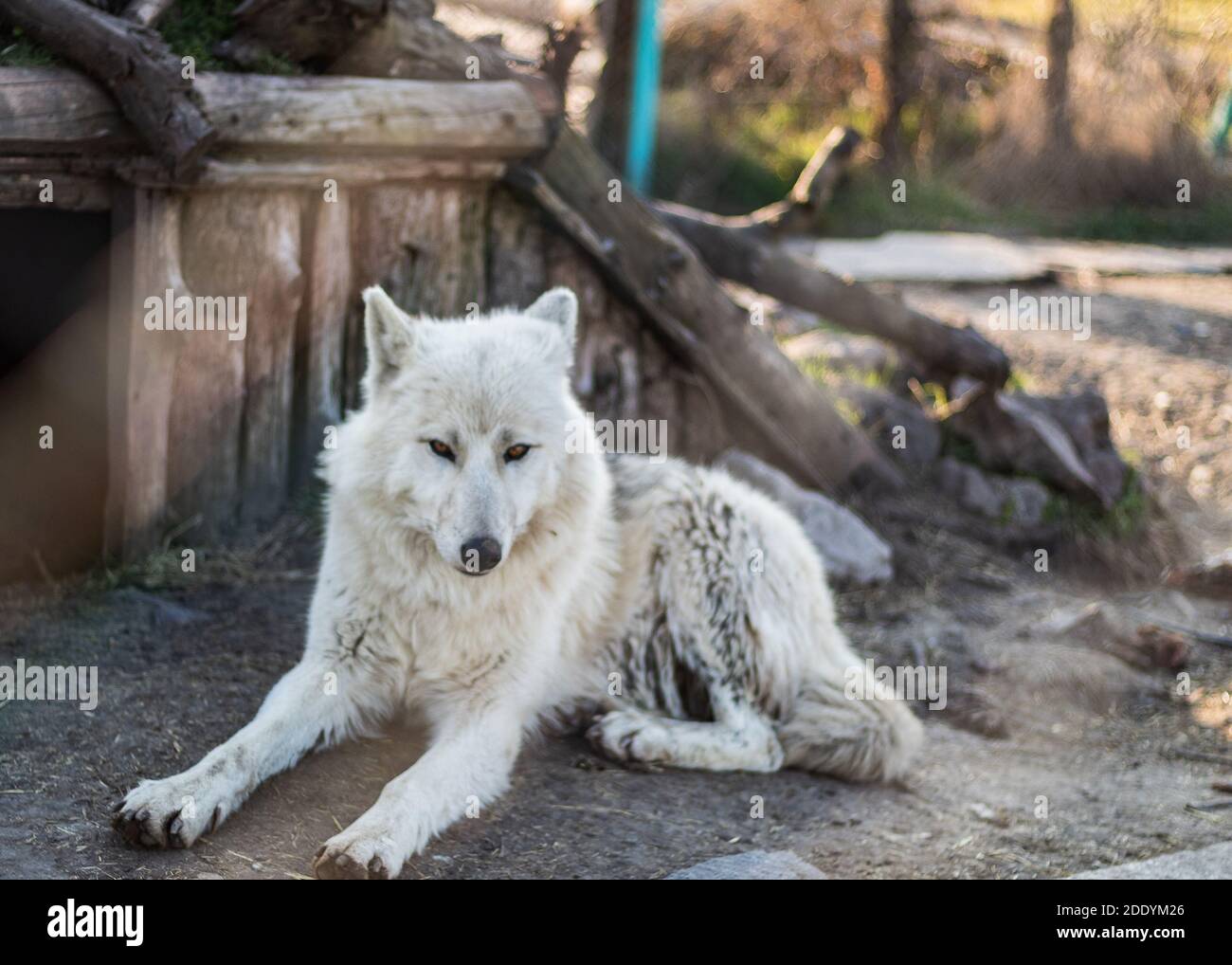 Wolf looking at the camera Stock Photo - Alamy