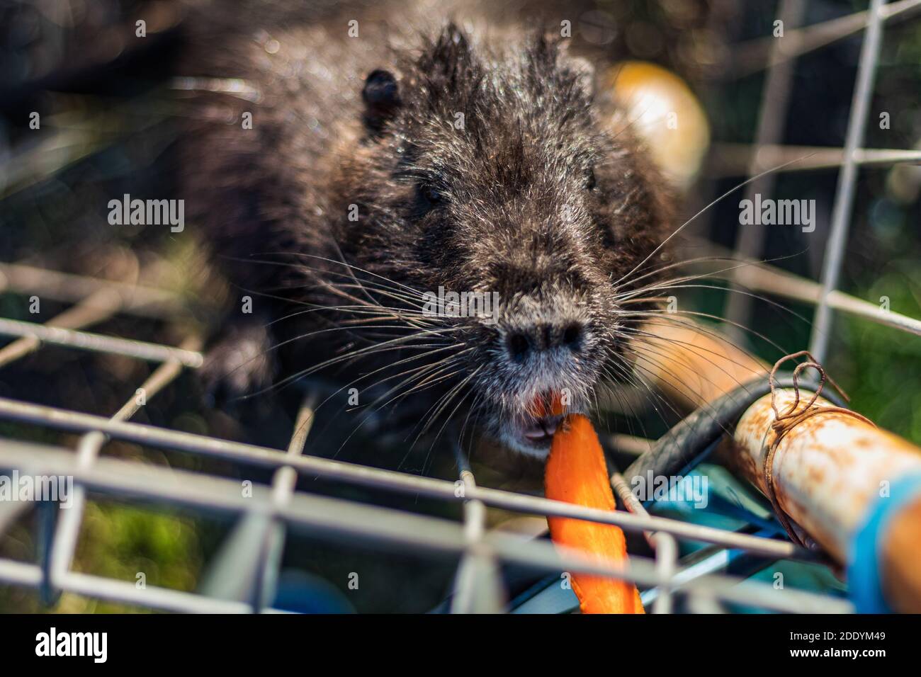 Beaver eating carrot hi-res stock photography and images - Alamy