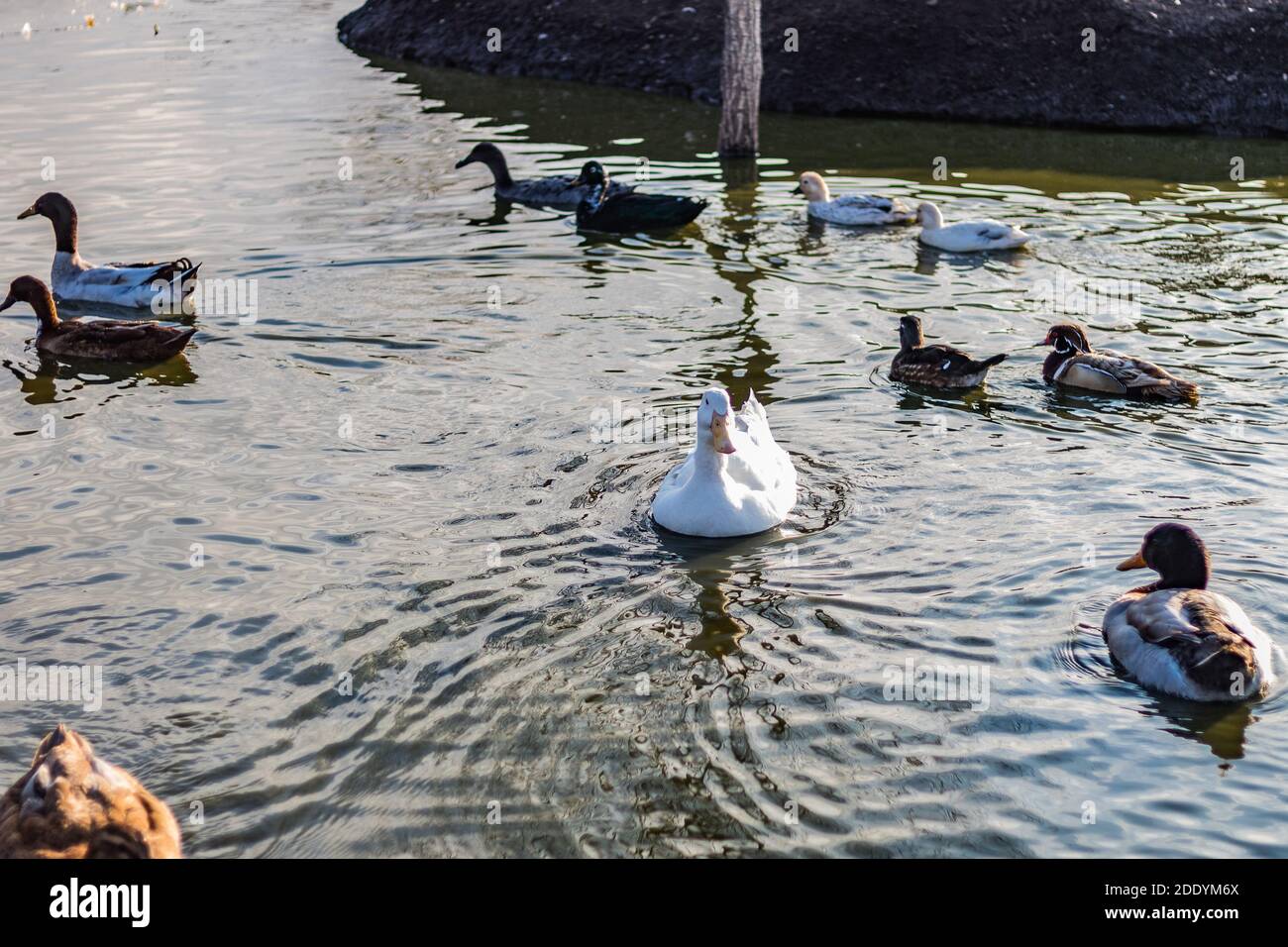 Ducks swimming in the water Stock Photo - Alamy