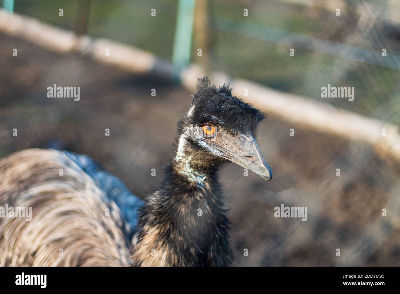 Ostrich at the zoo Stock Photo - Alamy