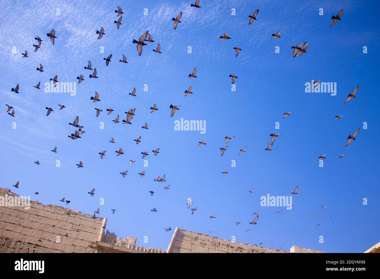Ancient egypt painting birds hi-res stock photography and images - Alamy