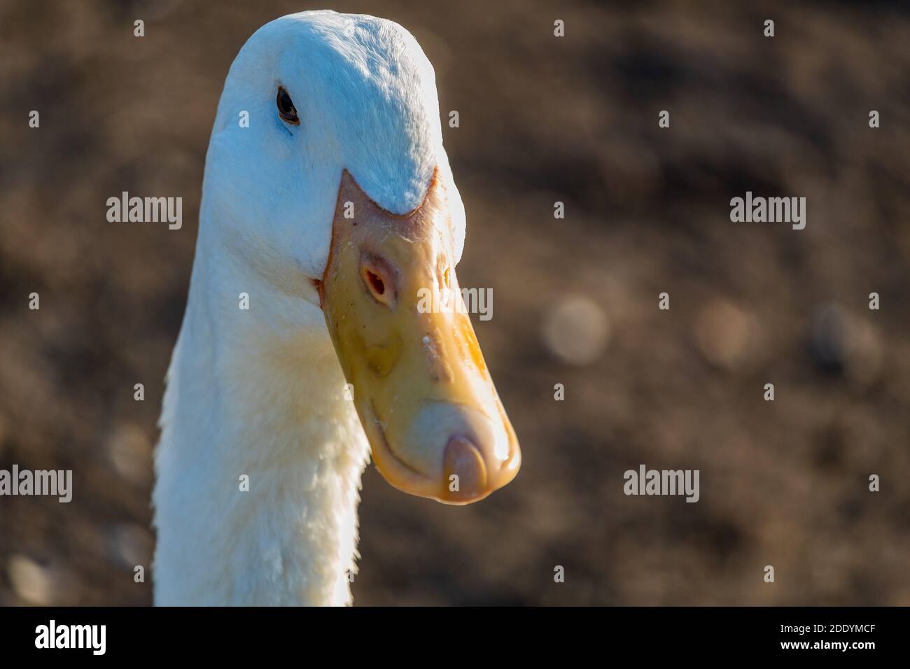 Portrait of a white duck Stock Photo - Alamy
