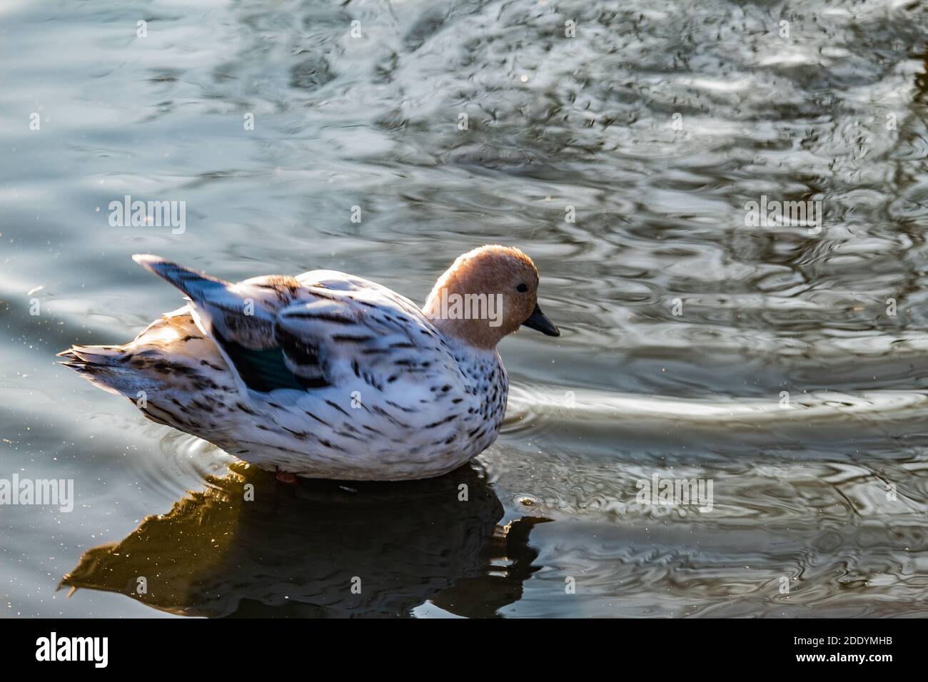 Small duck swimming in the water Stock Photo - Alamy