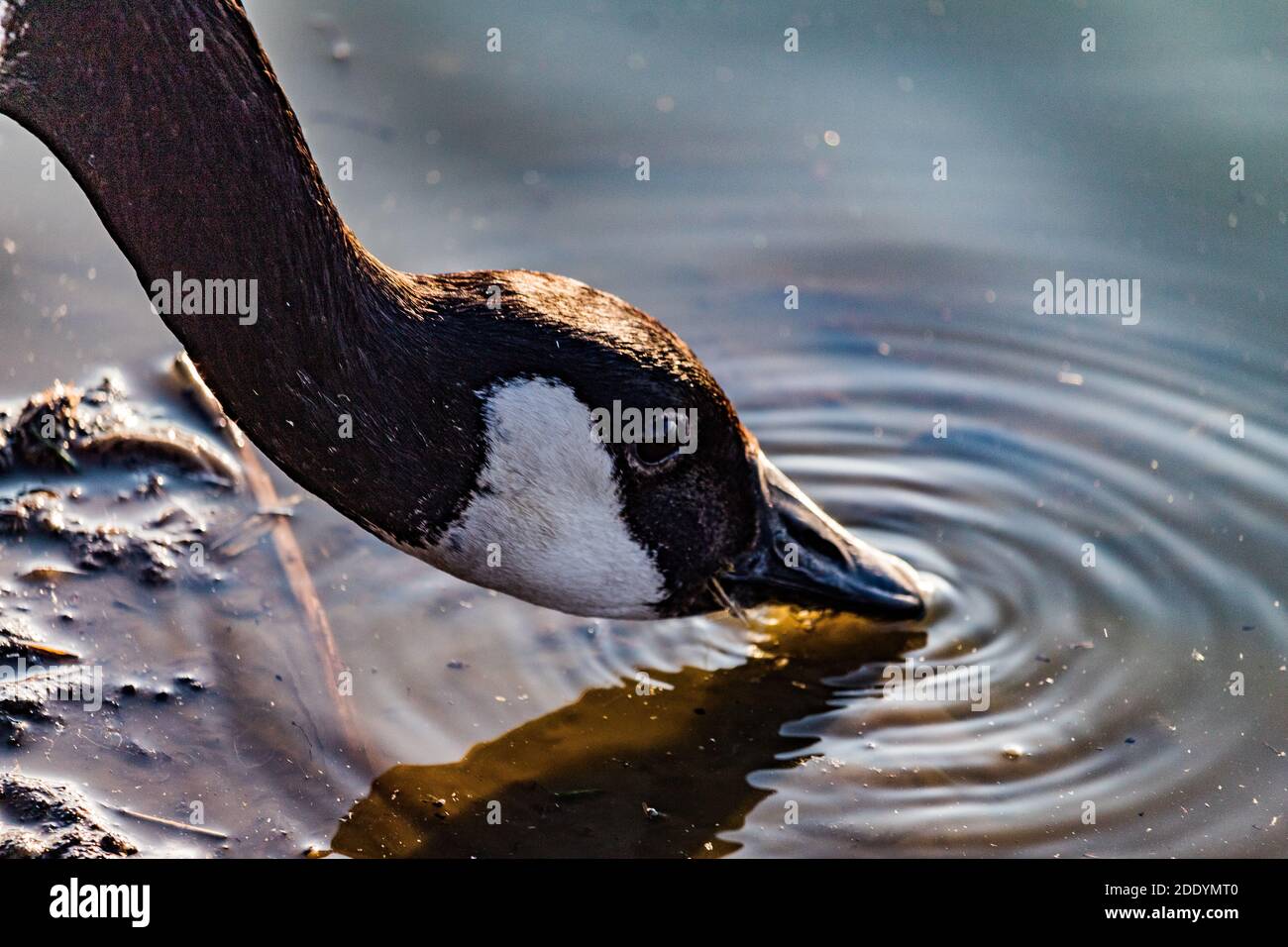 Duck drinking water Stock Photo - Alamy