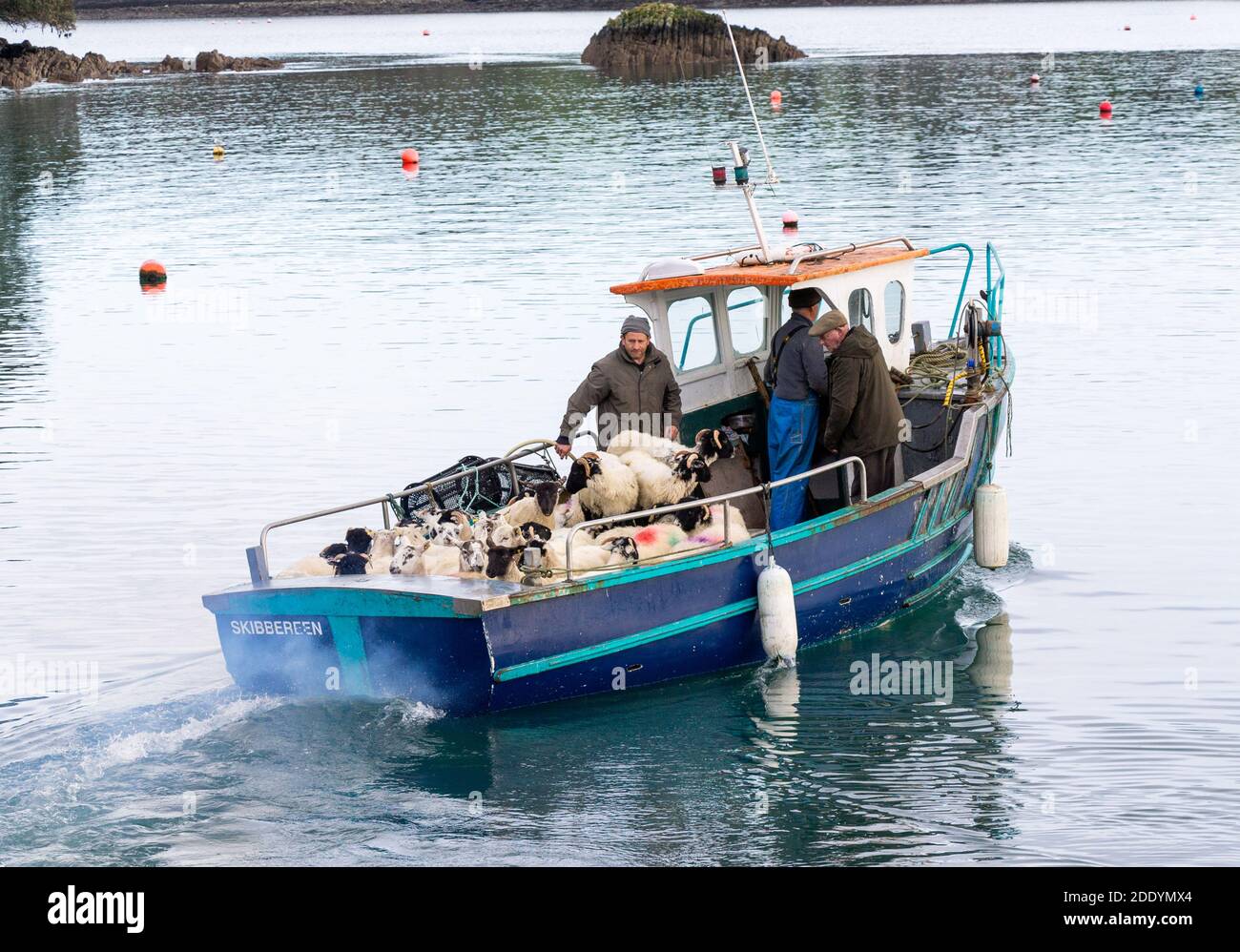 Sheep being loaded onto small fishing boat rural Ireland Stock Photo ...