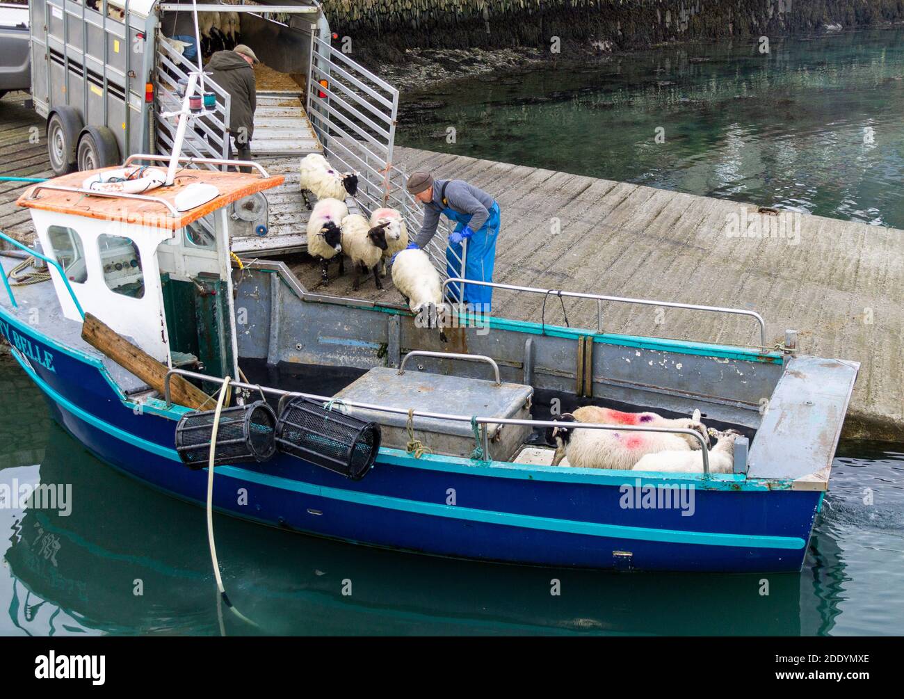 Livestock loaded onto boat hi-res stock photography and images - Alamy