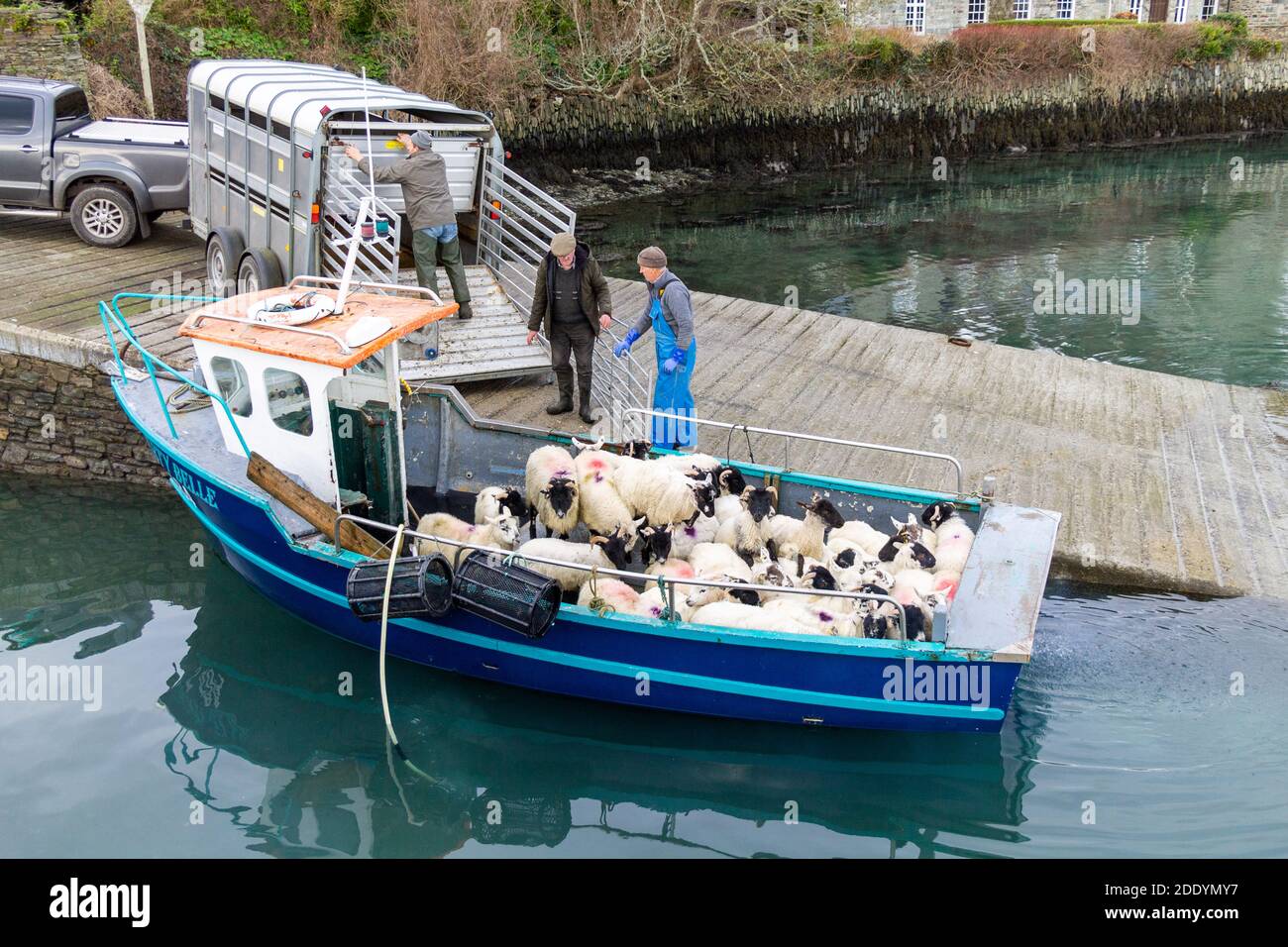 Livestock loaded onto boat hi-res stock photography and images - Alamy