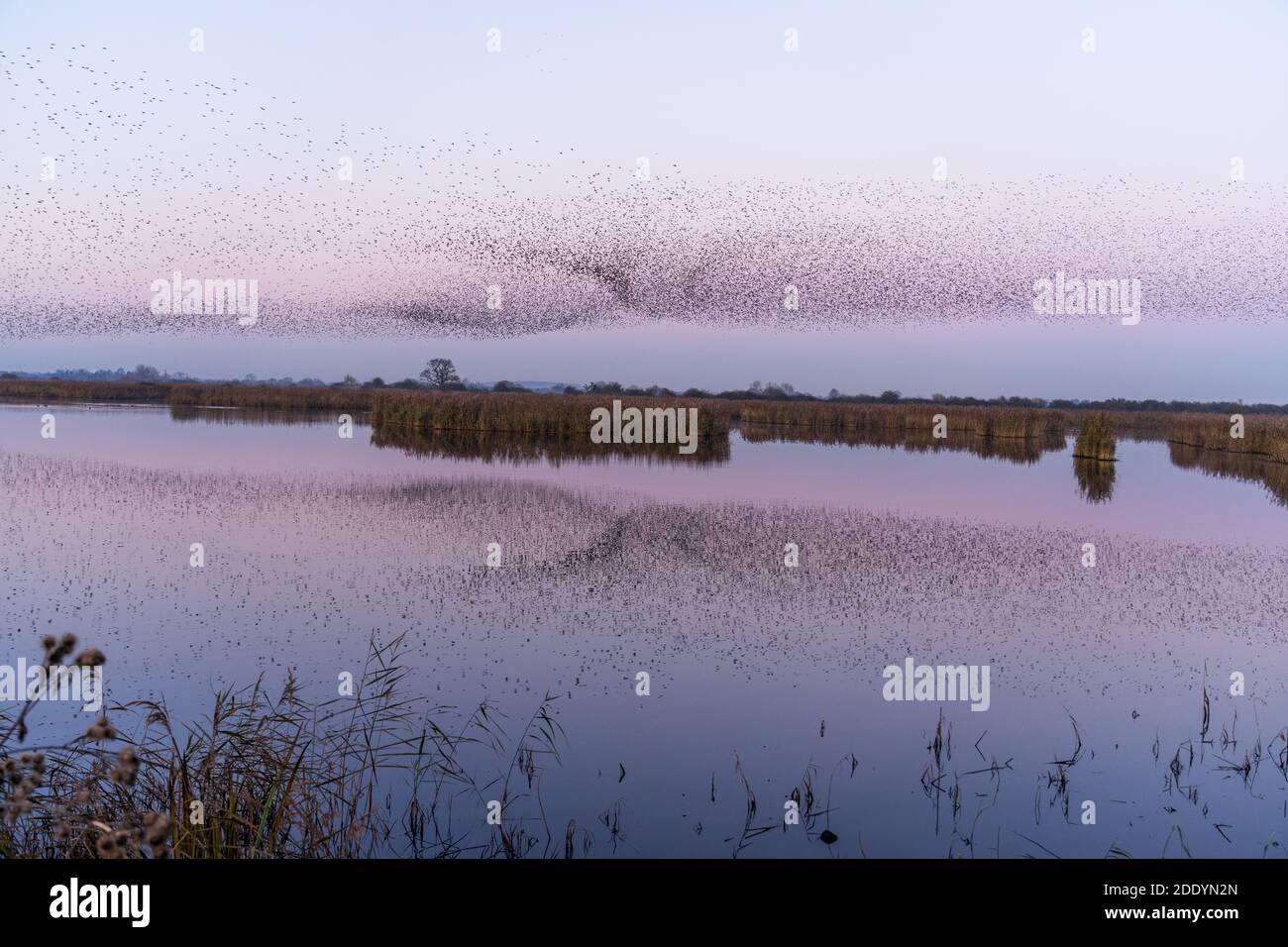 Starling Murmuration over reed beds on Otmoor UK Stock Photo - Alamy