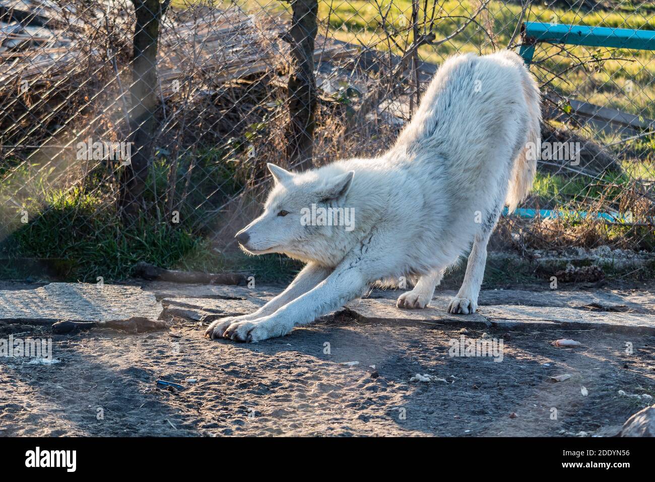 White wolf stretching Stock Photo - Alamy