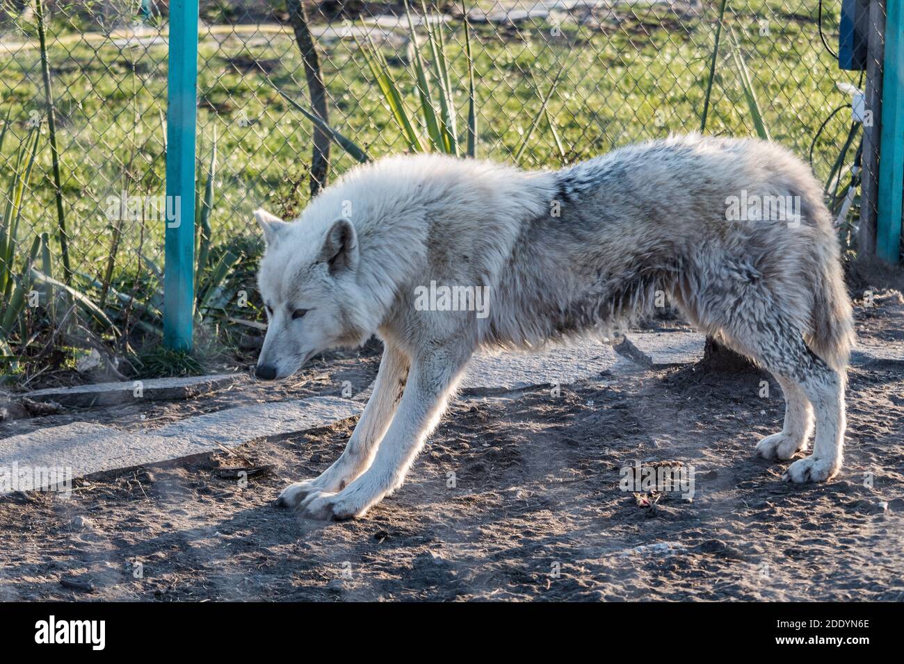 White wolf in captivity Stock Photo - Alamy