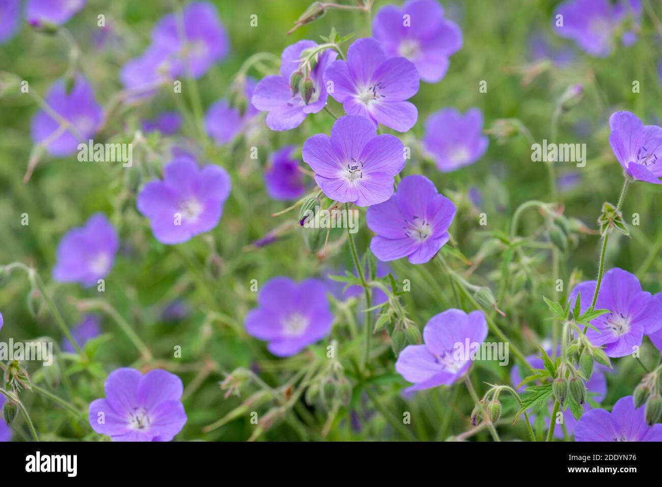 Lavender-blue flowers of Geranium 'Orion'. Cranesbill 'Orion' Stock ...