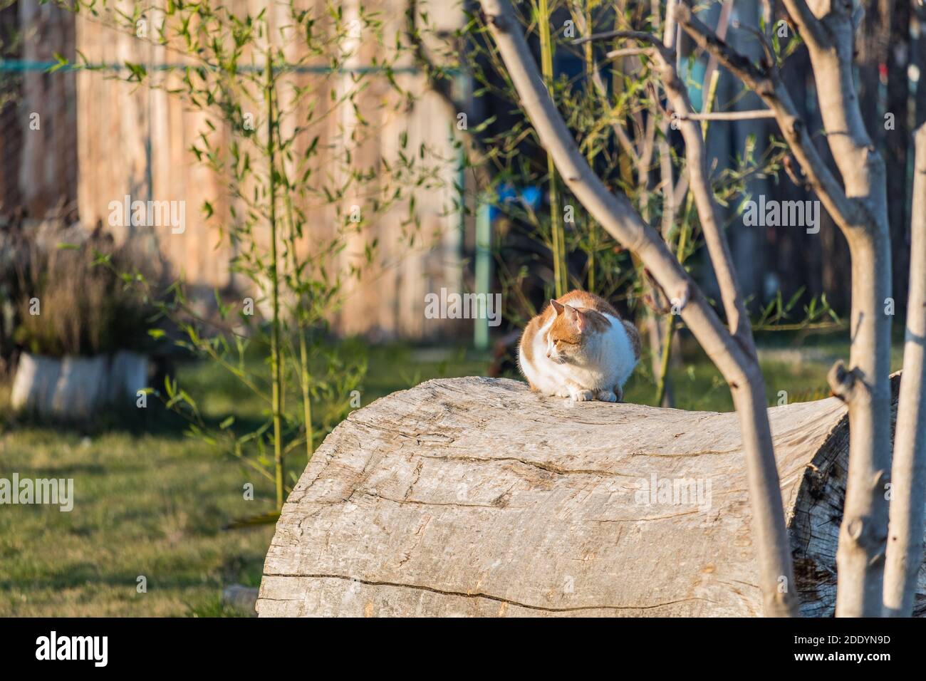 Cat sitting on a log Stock Photo - Alamy