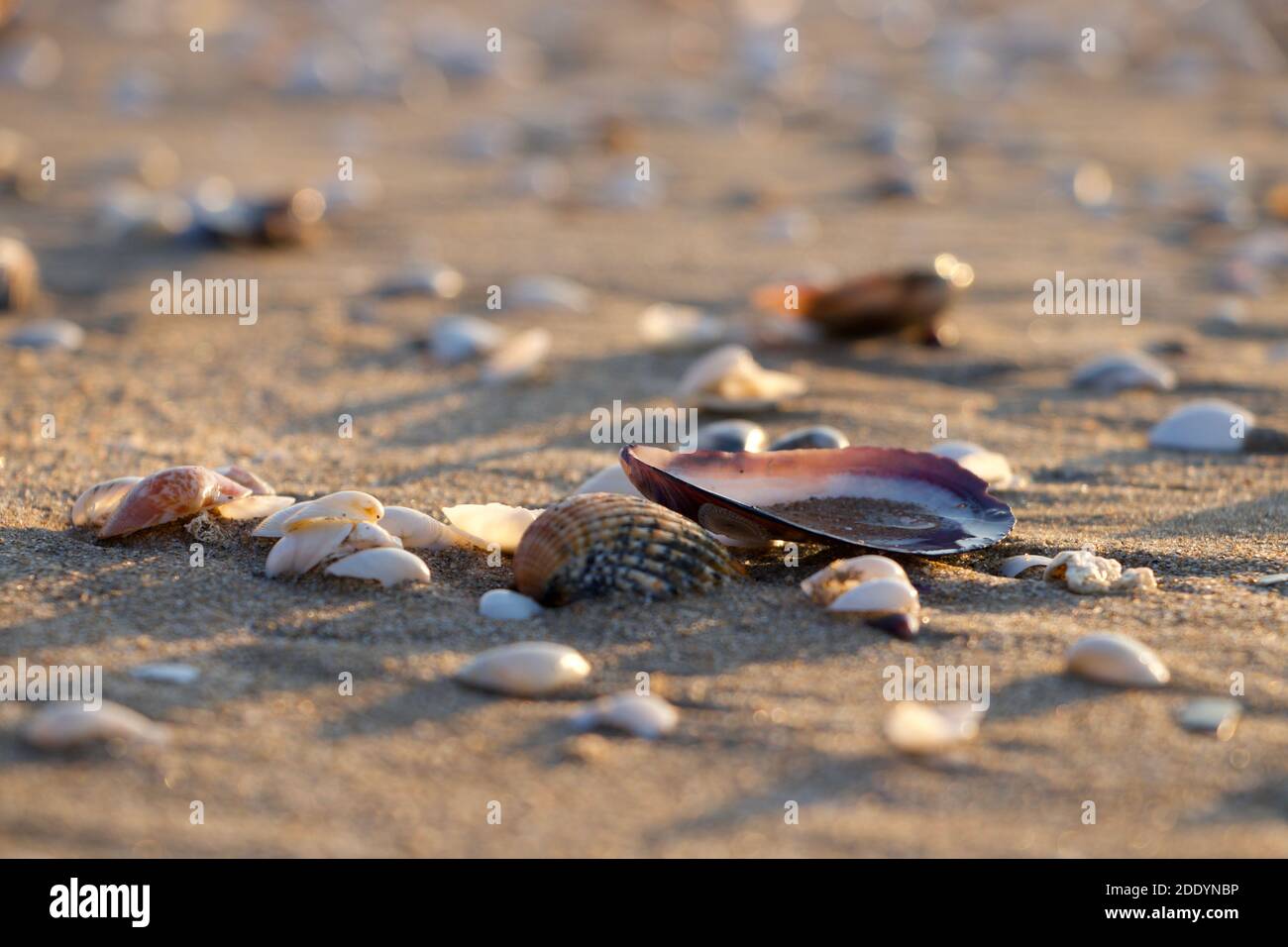 Shell holding seawater hi-res stock photography and images - Alamy