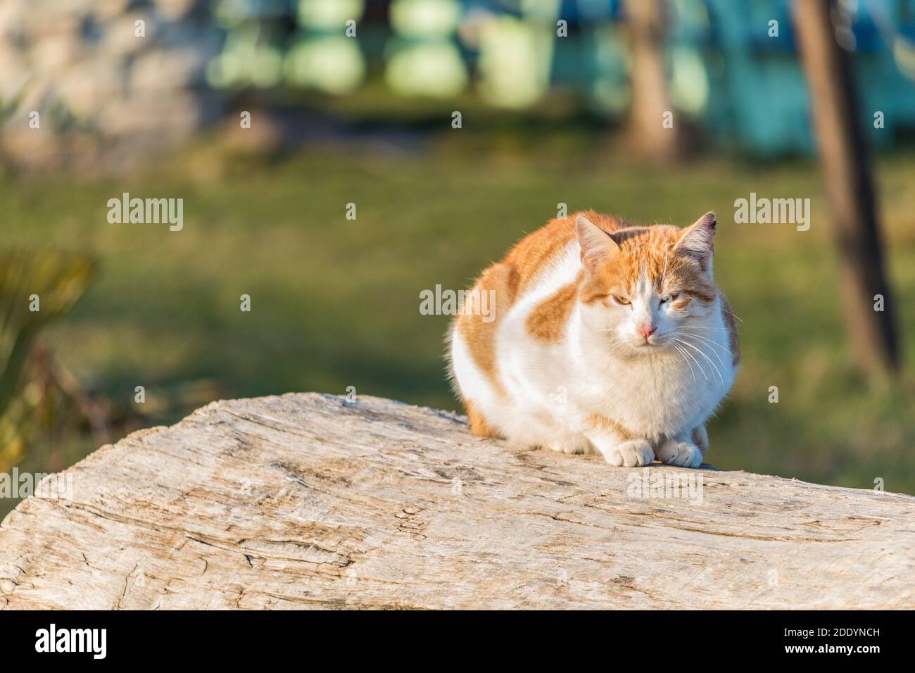 Ginger cat sitting on a log Stock Photo - Alamy