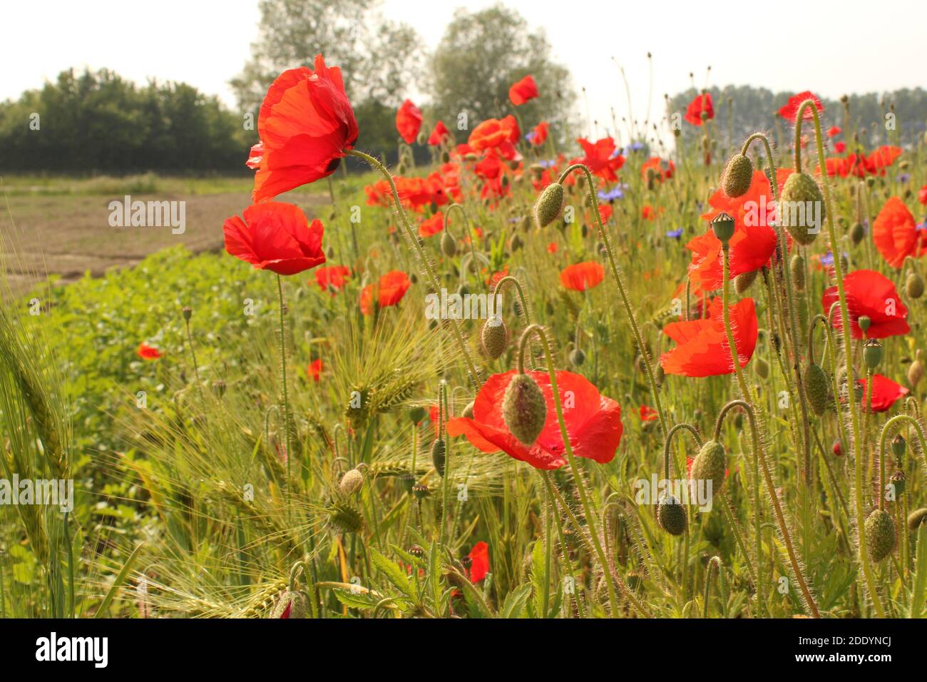 beautiful landscape with red poppy flowers in a field margin in the ...