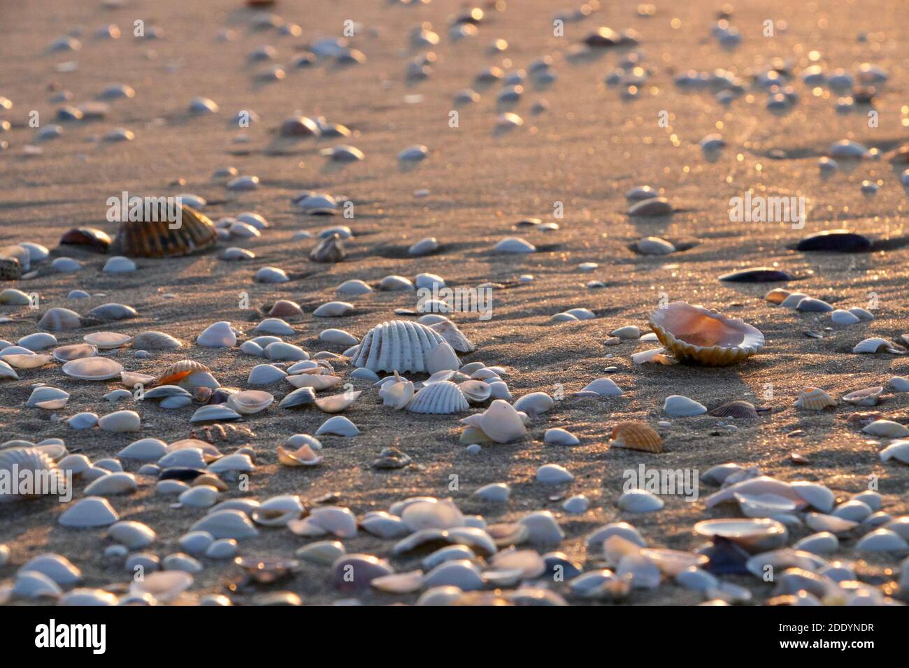 Shells shells hi-res stock photography and images - Alamy