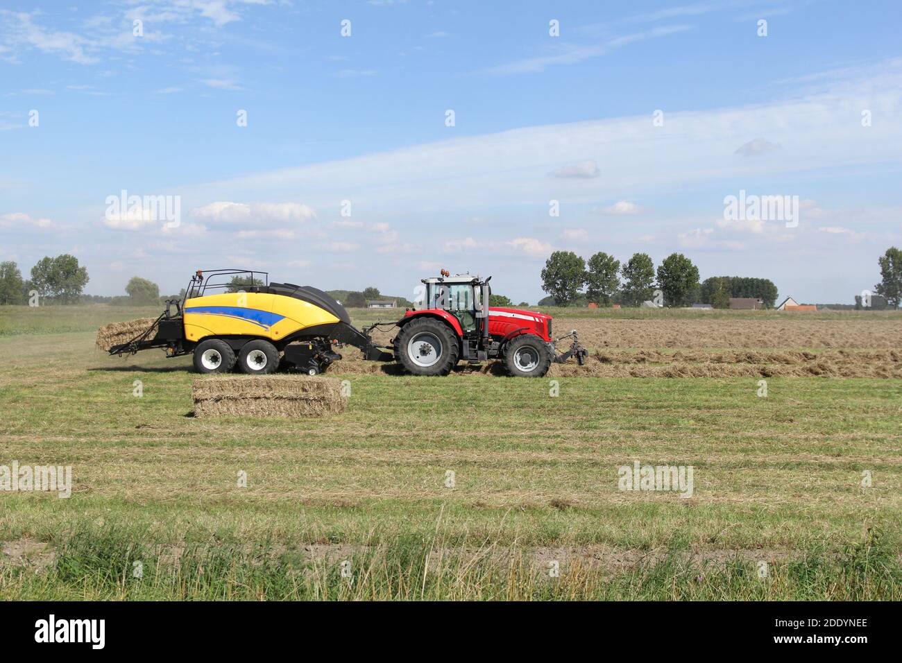 a tractor with a baler is making straw bales in the countryside in ...