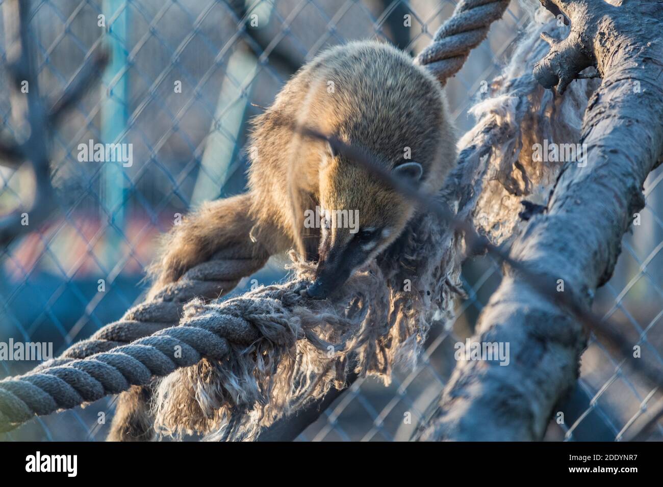 Walking on rope hi-res stock photography and images - Alamy