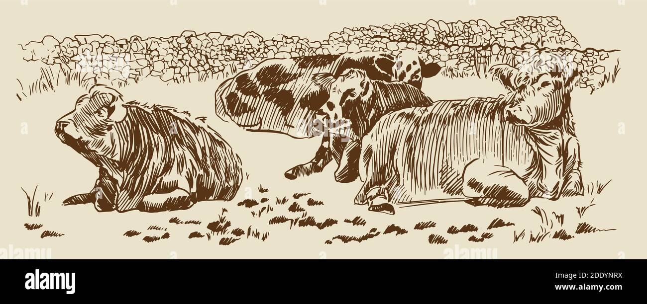 Calves in field Stock Vector Images - Alamy