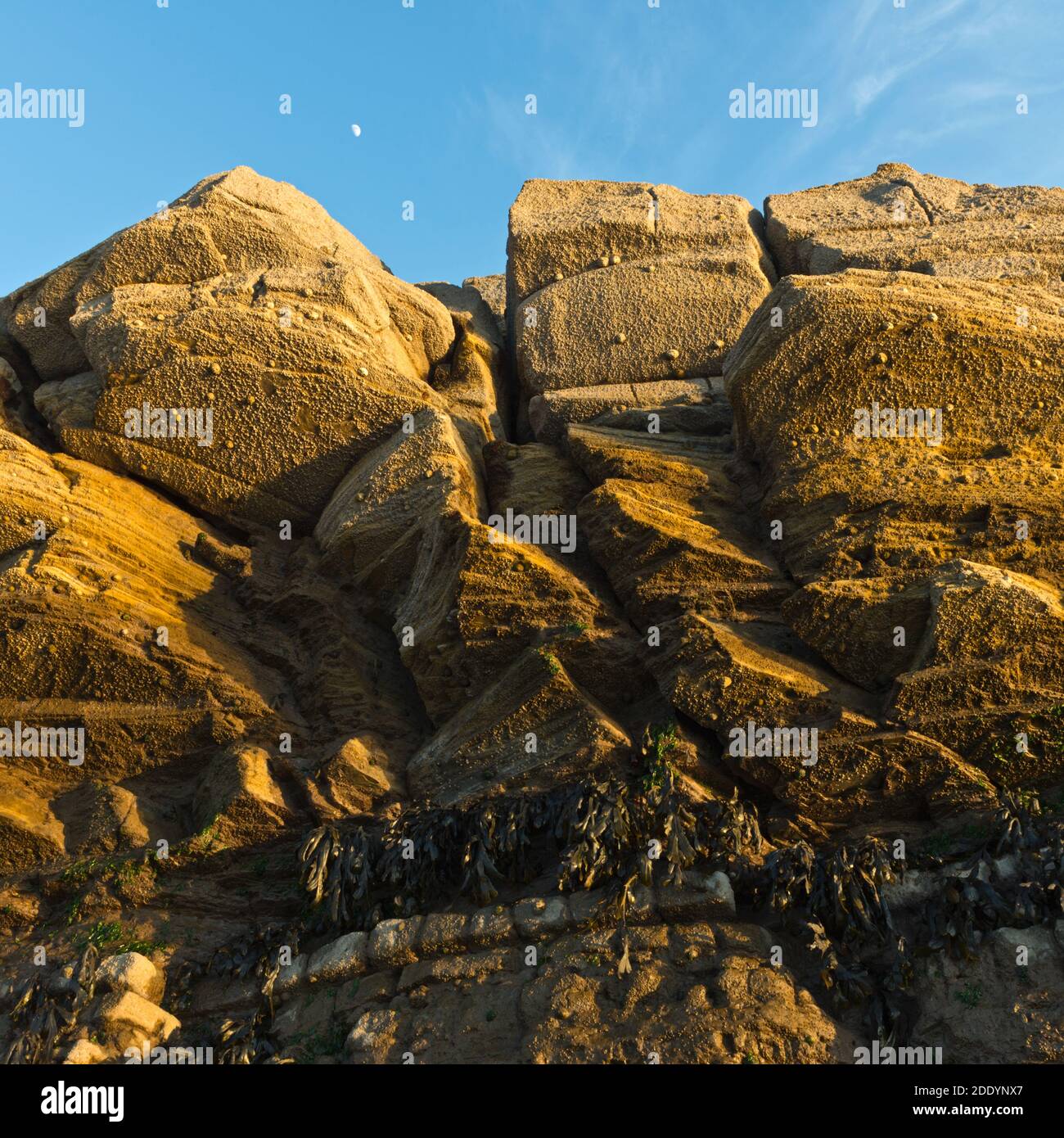 Low tide on the Somerset Coast at Kilve Beach reveals these Jurassic ...