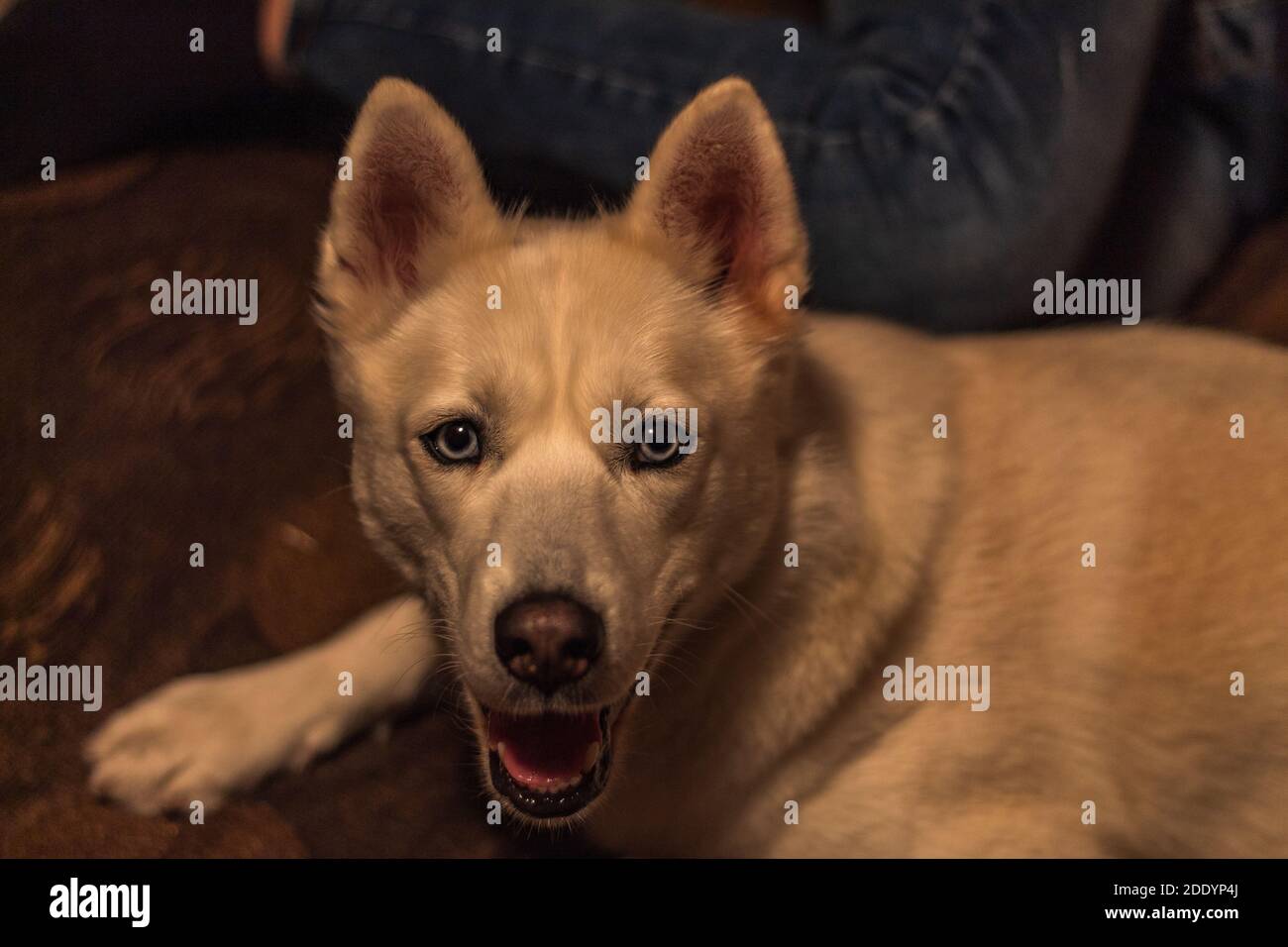 Blue eyed husky looking at the camera Stock Photo - Alamy