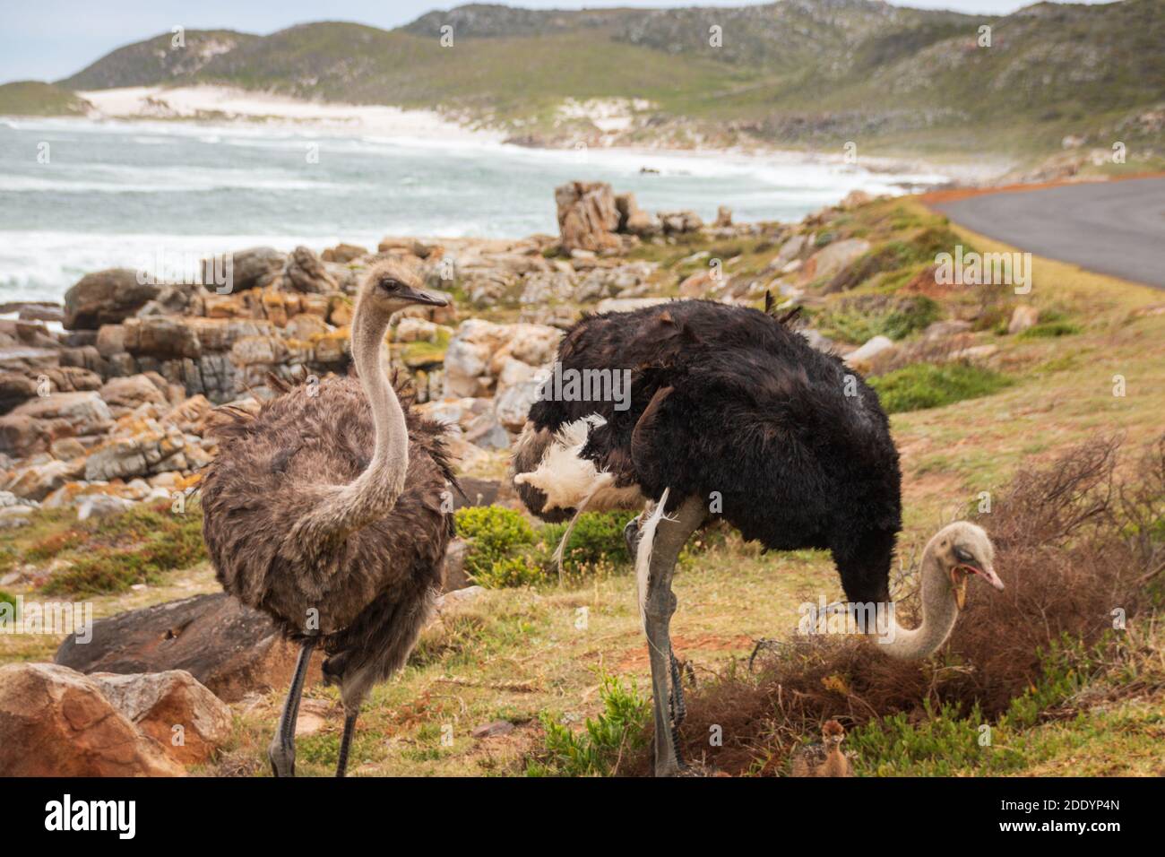 Pair of common ostriches (Struthio camelus) with chicks against ...